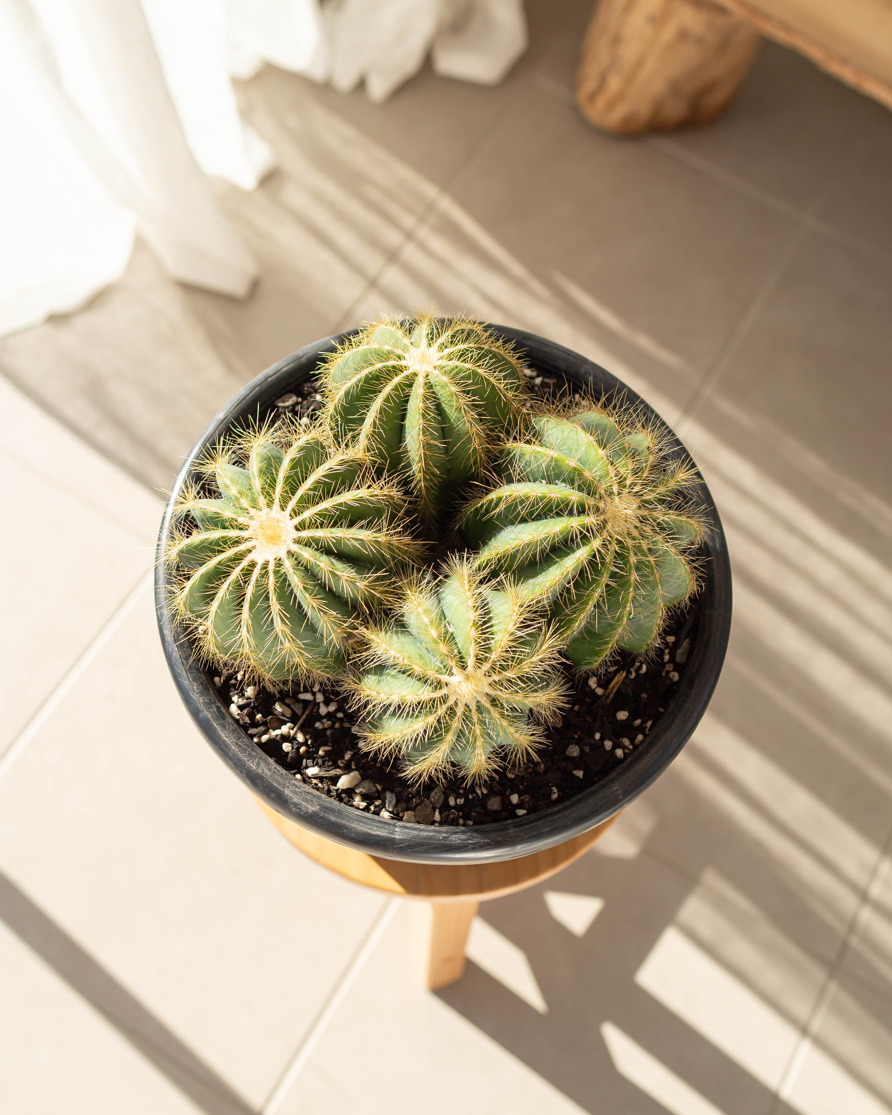 Dispatch My Cactus – Cactus Thing
